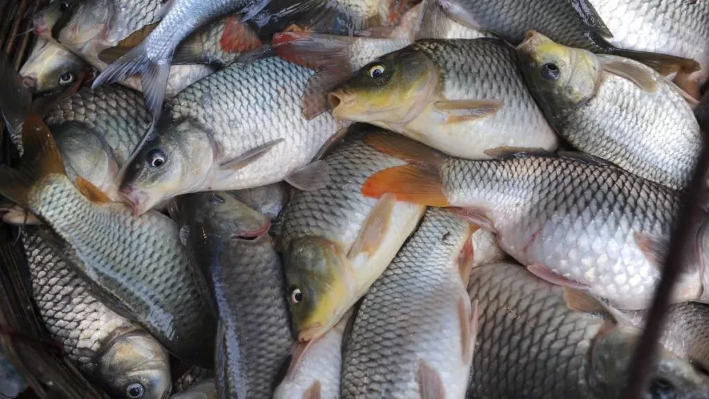 Fish Tikka Recipe Make this delicious fish dish from fish learn how to make