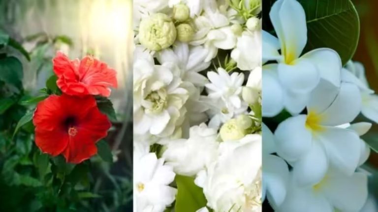 Monsoon Plant Trees: पावसाळ्यात तुमच्या बागेचे सौंदर्य वाढविण्यासाठी ...