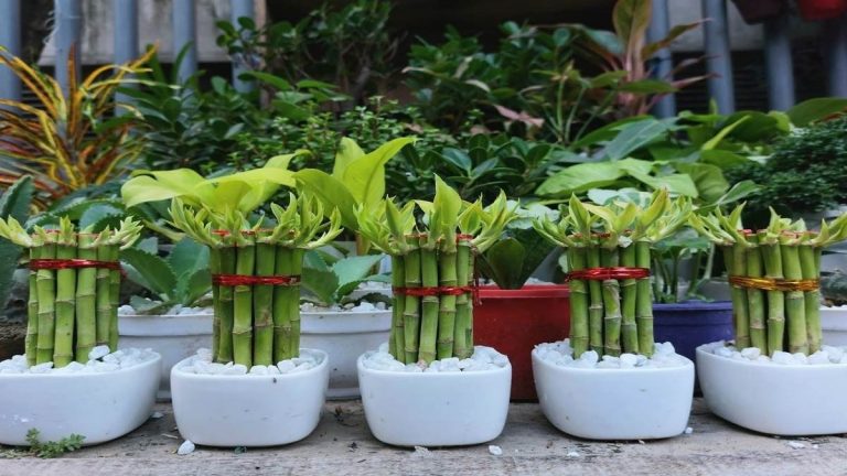 Bamboo plant Benefit: बांबूचे रोप घरात लावल्याने असे उजळेल नशीब, जाणून ...