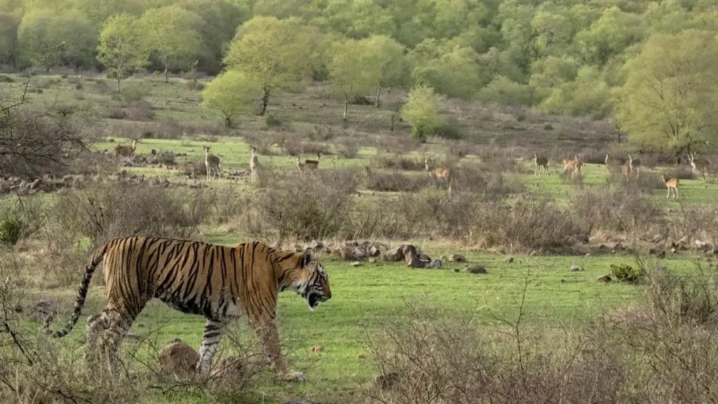 Ranthambore 25 Tigers Missing: 25 वाघ कुठे गेले! रणथंबोर घटनेने खळबळ ...