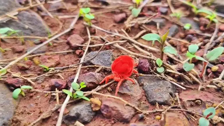 Monsoon 2025: मृग नक्षत्र सुरू होण्याआधीच दुर्मिळ मृग कीटकाचे आगमन ...
