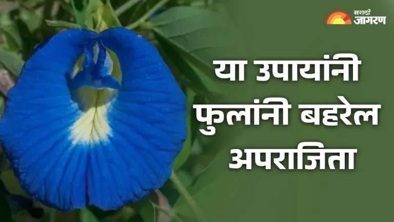 अपराजिताला फुले उमलत नाहीत? घरीच तयार करा हे उपयुक्त खत, फुलांनी बहरेल ...