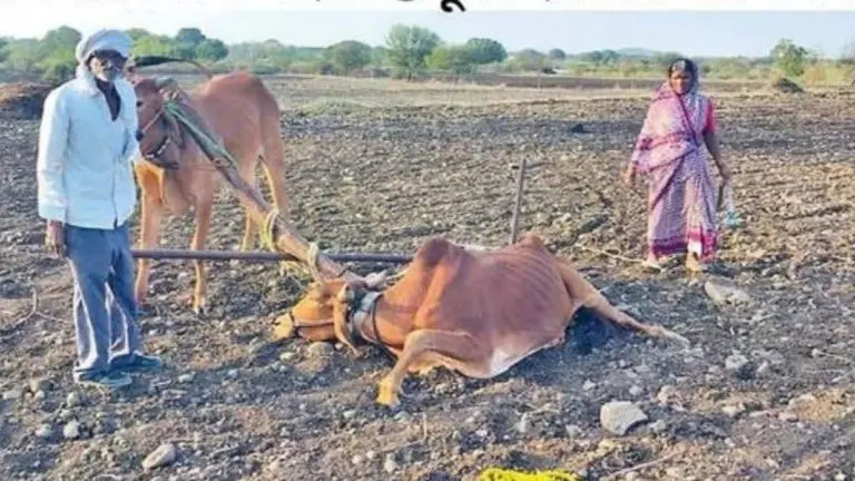 फोटोसेशन झाले..अधिकारी गेले अन् बसला खाली; लातूरमधील शेतकऱ्याला दिलेला ...